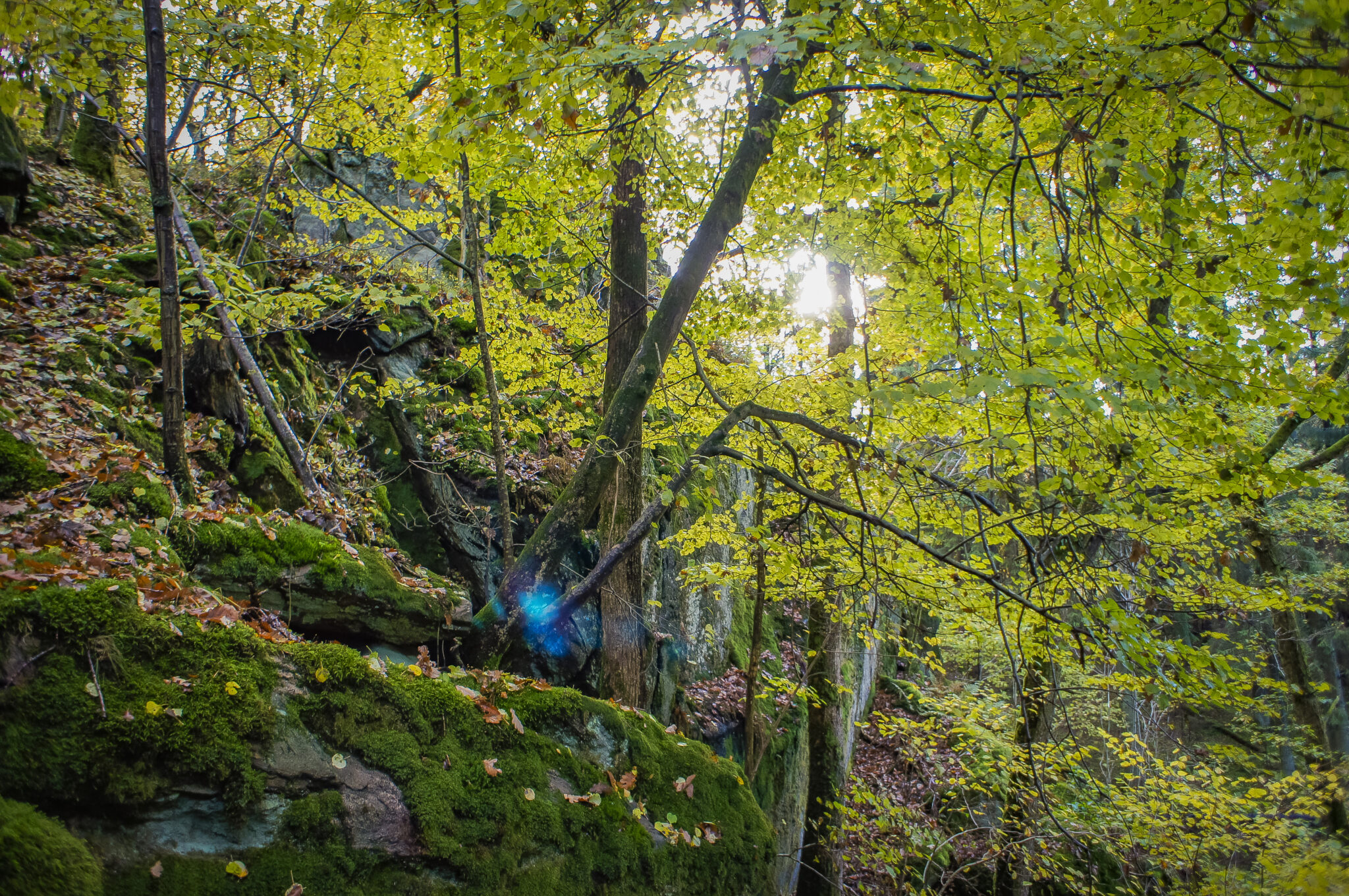 Pressbilder - Konsten att hugga träd och ha skogen kvar